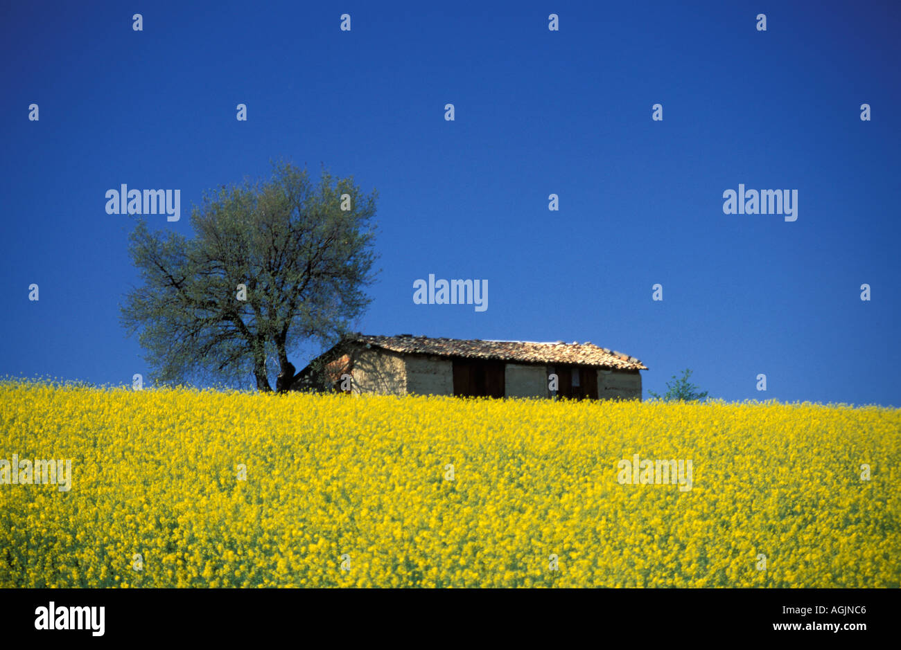 A field of cole seed in bloom Stock Photo - Alamy