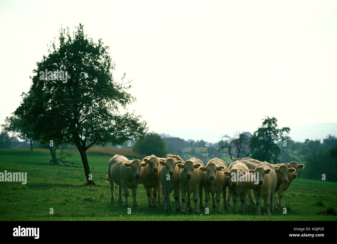 Row of cows Stock Photo - Alamy