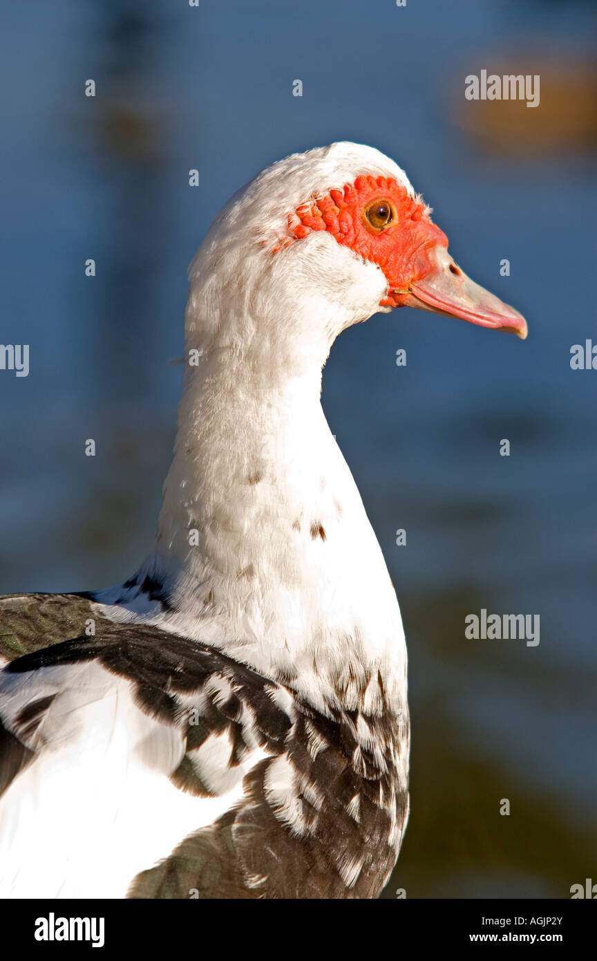 A white duck side view Stock Photo - Alamy