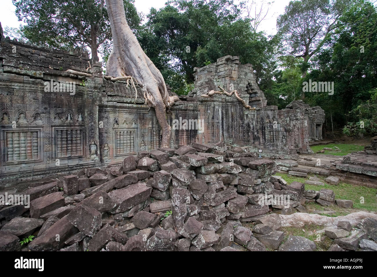 overgrown wall at angkor Stock Photo - Alamy
