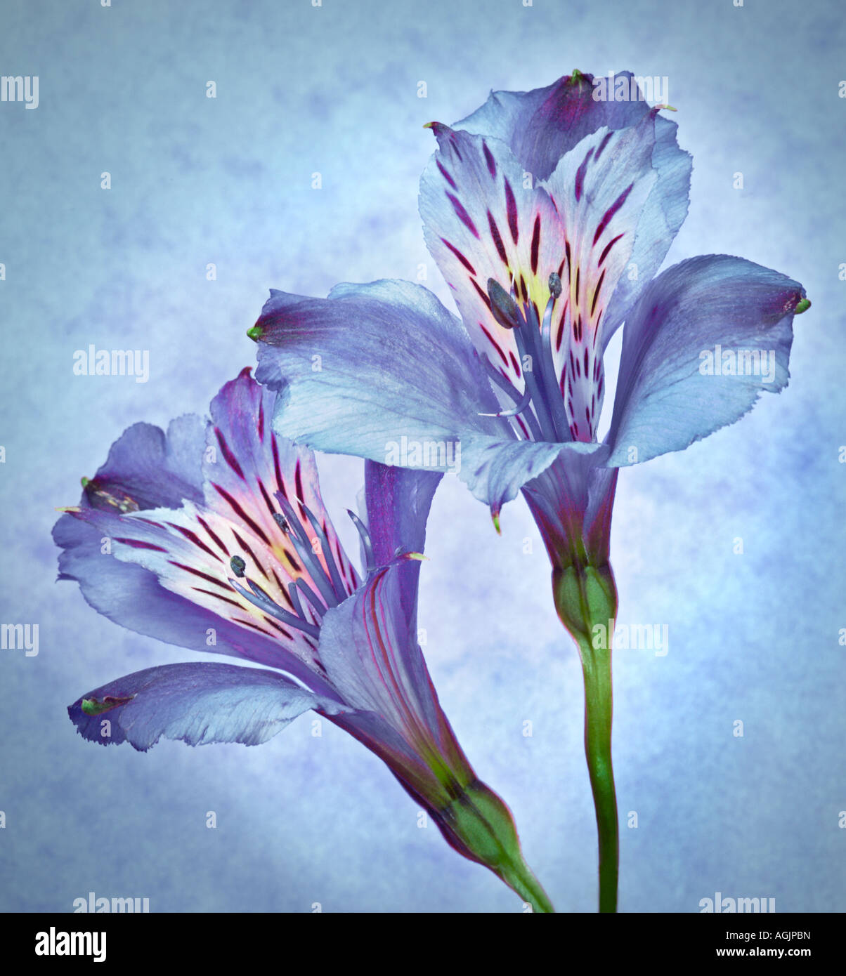 Blue Alstromeria (Peruvian Lily Stock Photo - Alamy
