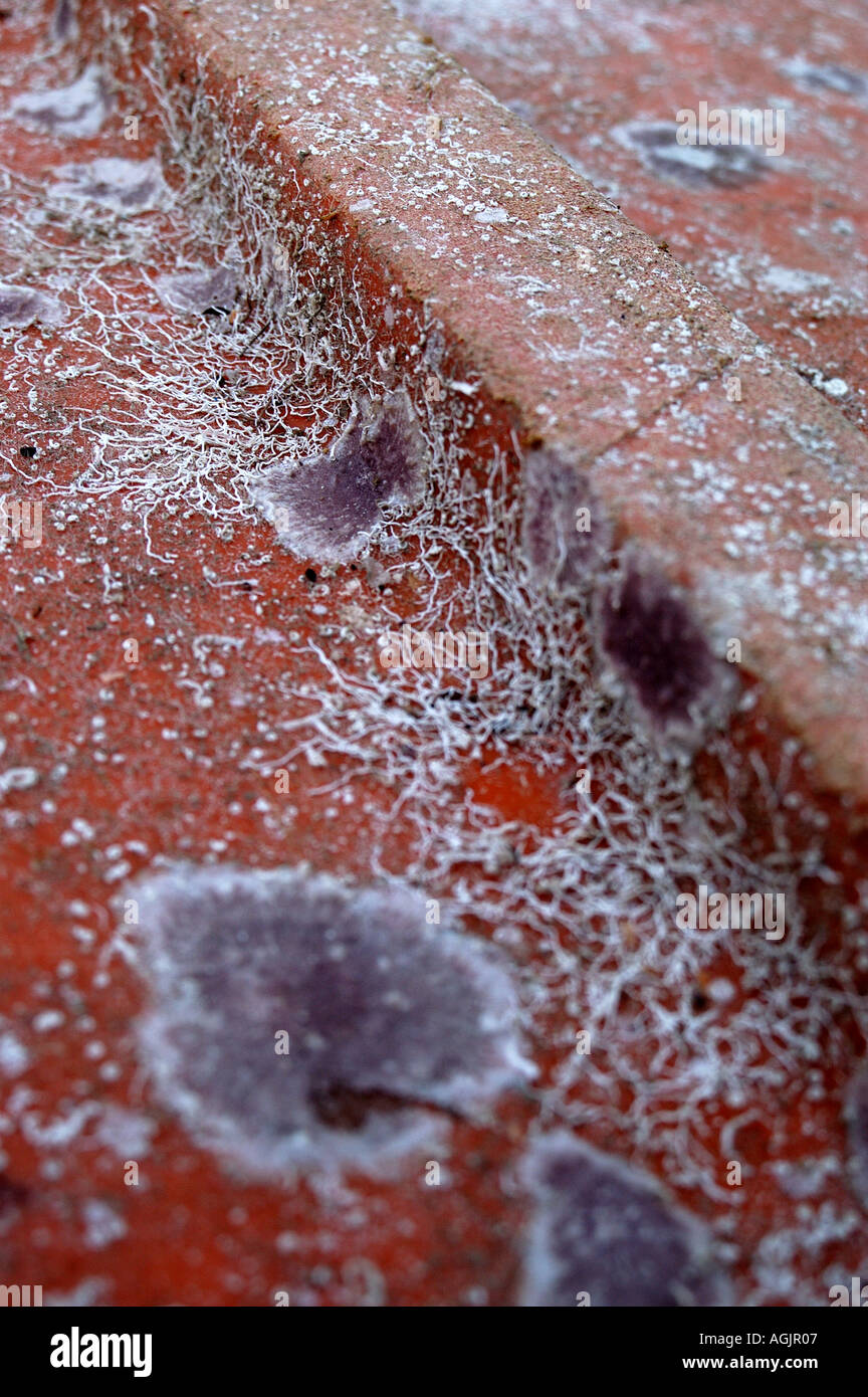 Barnacles hull hi-res stock photography and images - Alamy