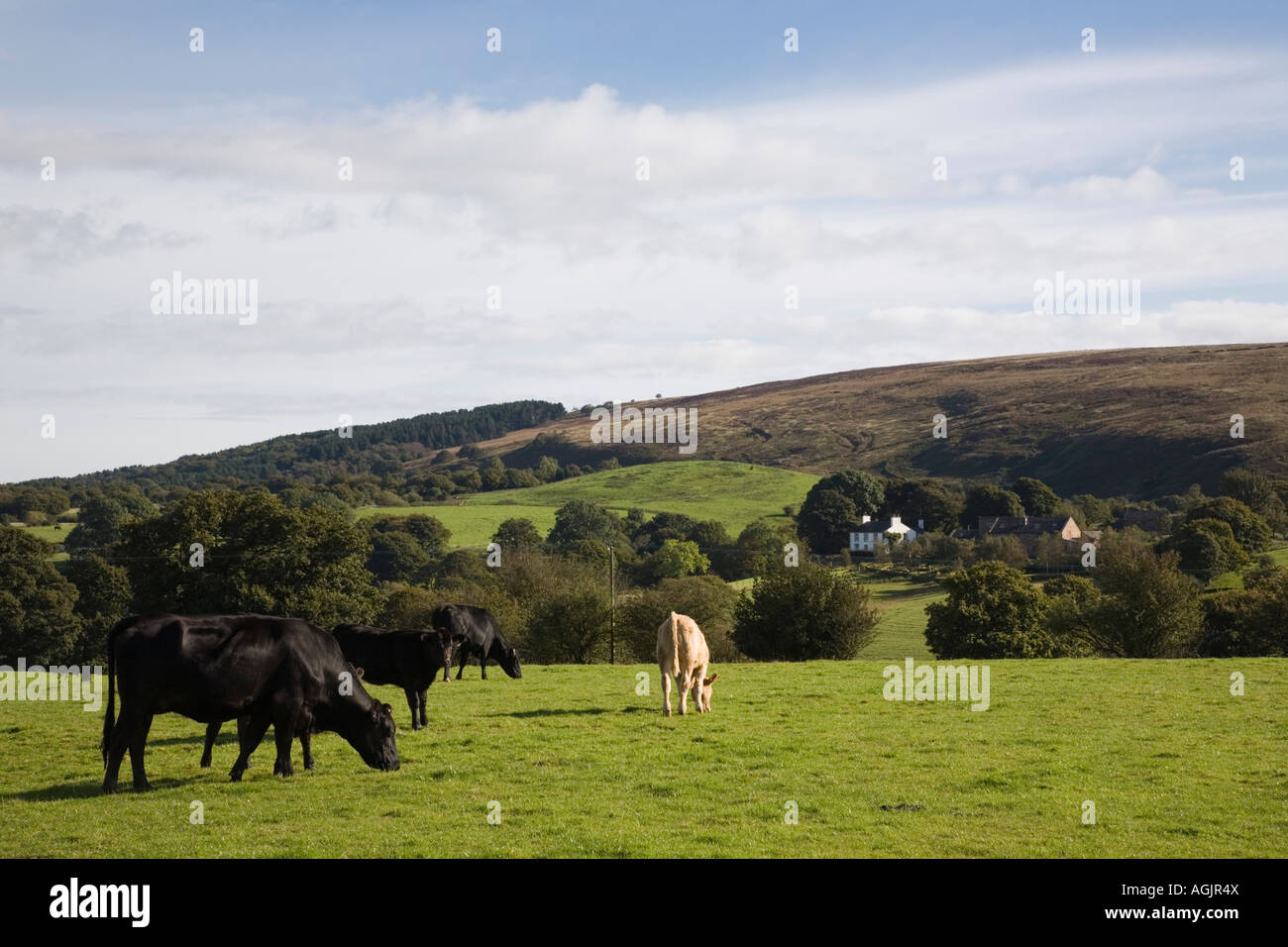 Rural scene with cattle grazing in field by farm view to Wheelton and ...