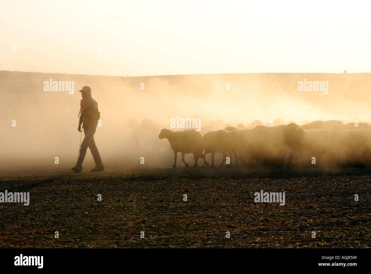 Israel Negev Bedouin shepherd with his herd of sheep and goats Stock ...