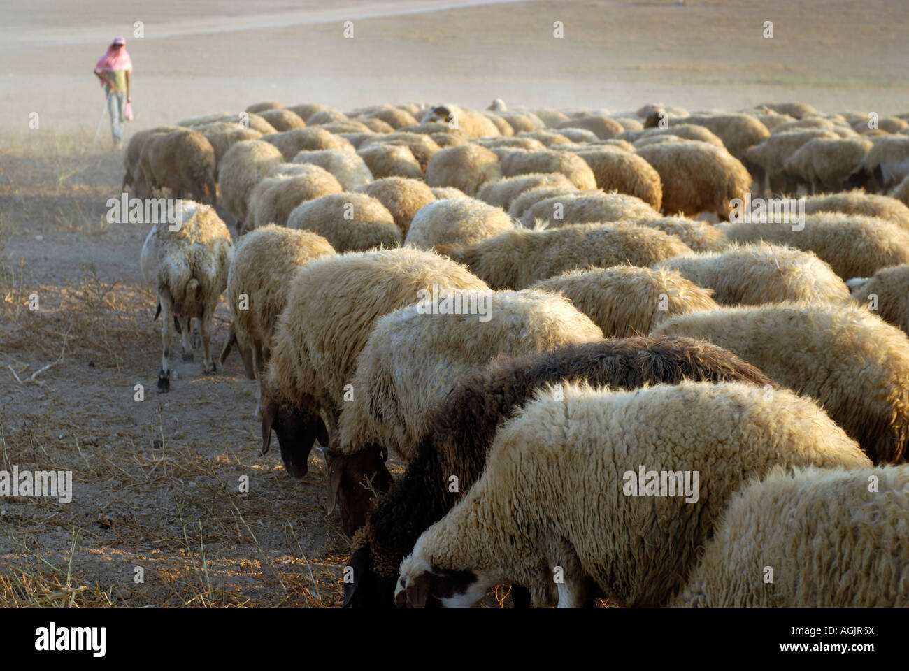 Israel Negev Bedouin shepherd with his herd of sheep and goats Stock ...