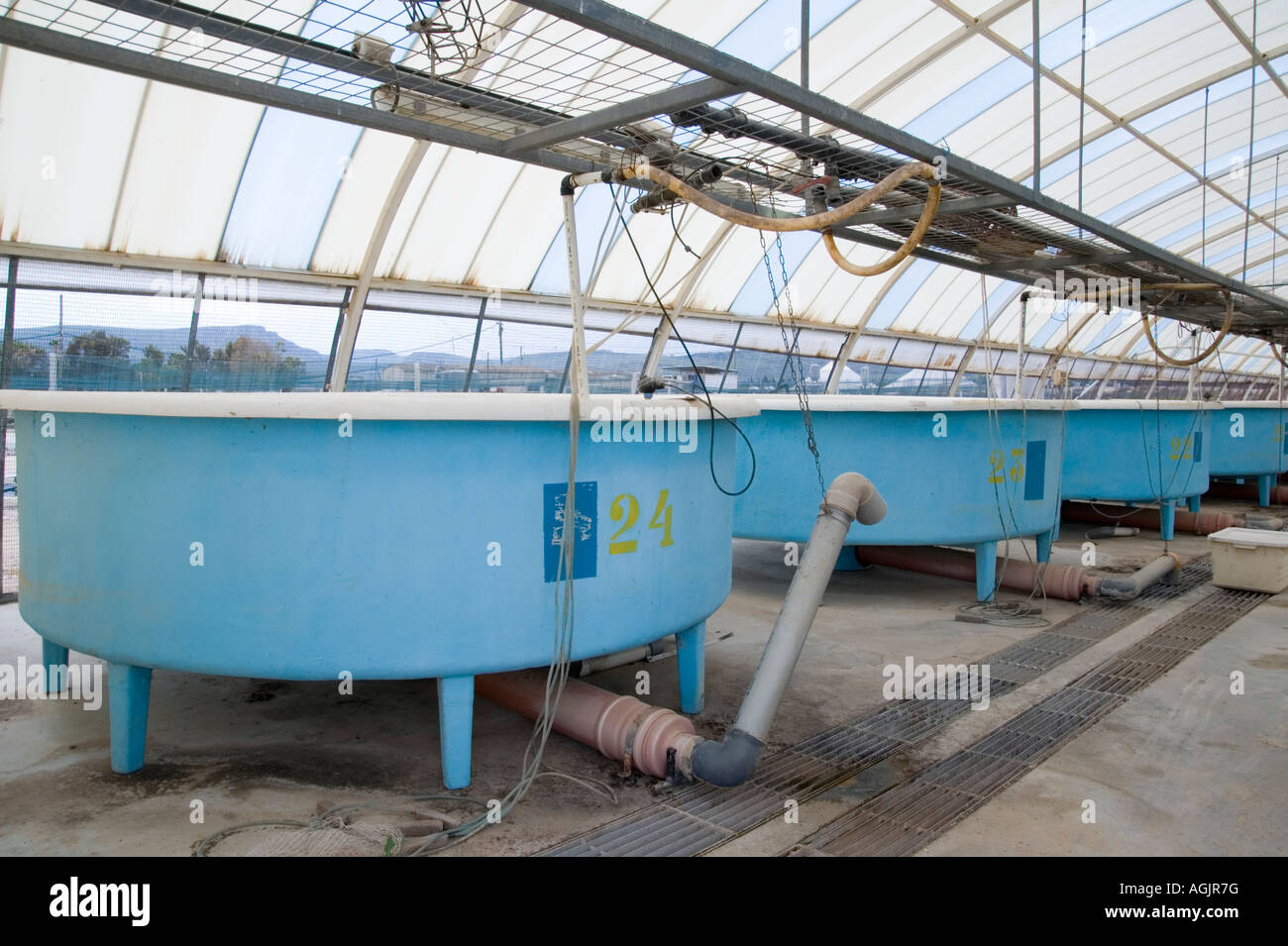 Israel Sea of Galilee fish breeding centre After maturity the fish are ...