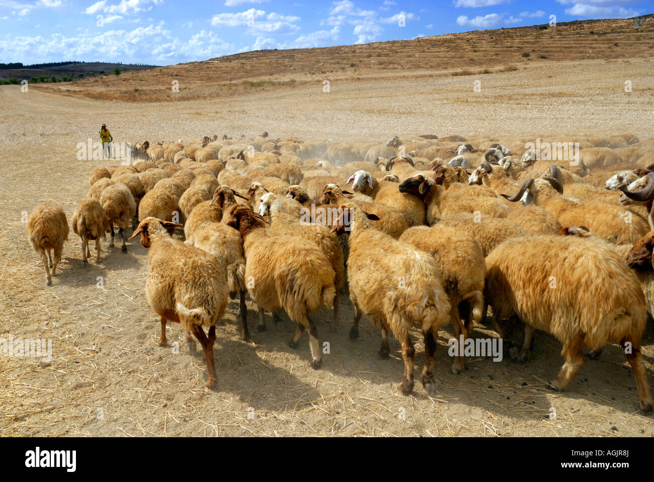 Israel Negev Bedouin shepherd with his herd of sheep and goats Stock ...