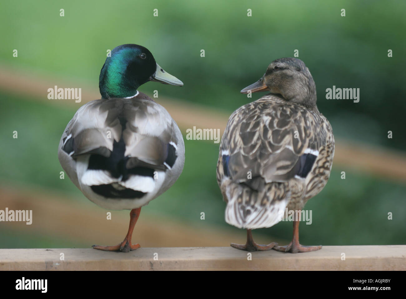 Two mallards sitting on a gate Stock Photo - Alamy