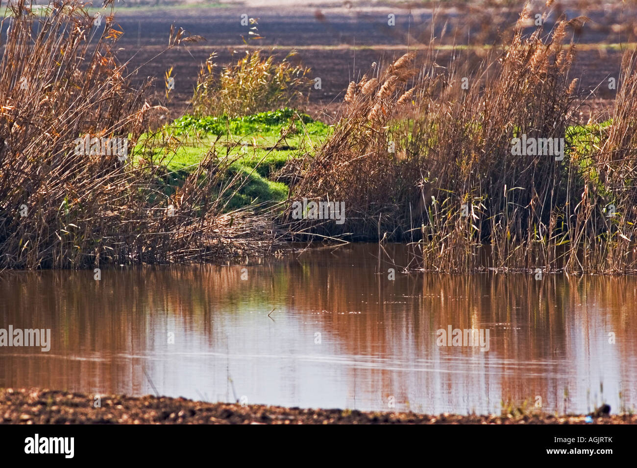 Papyrus growing on the river bank Stock Photo - Alamy