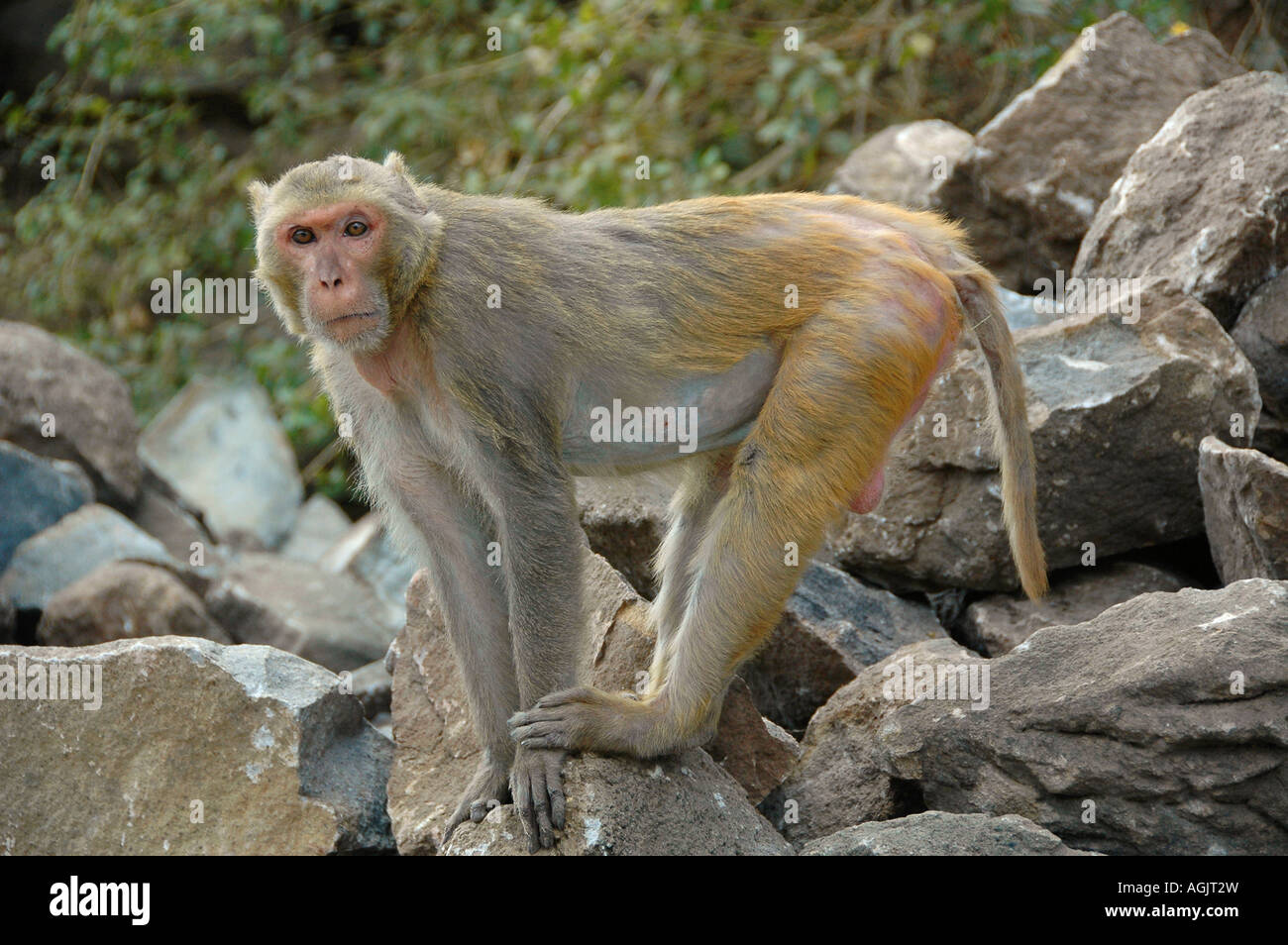 Myanmar Bagan Popa mountain park Rhesus Macaques Monkey Stock Photo - Alamy
