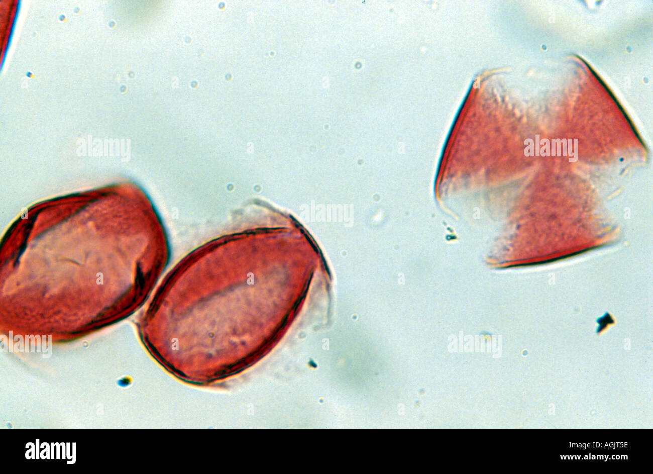 Three red blood cells Stock Photo - Alamy