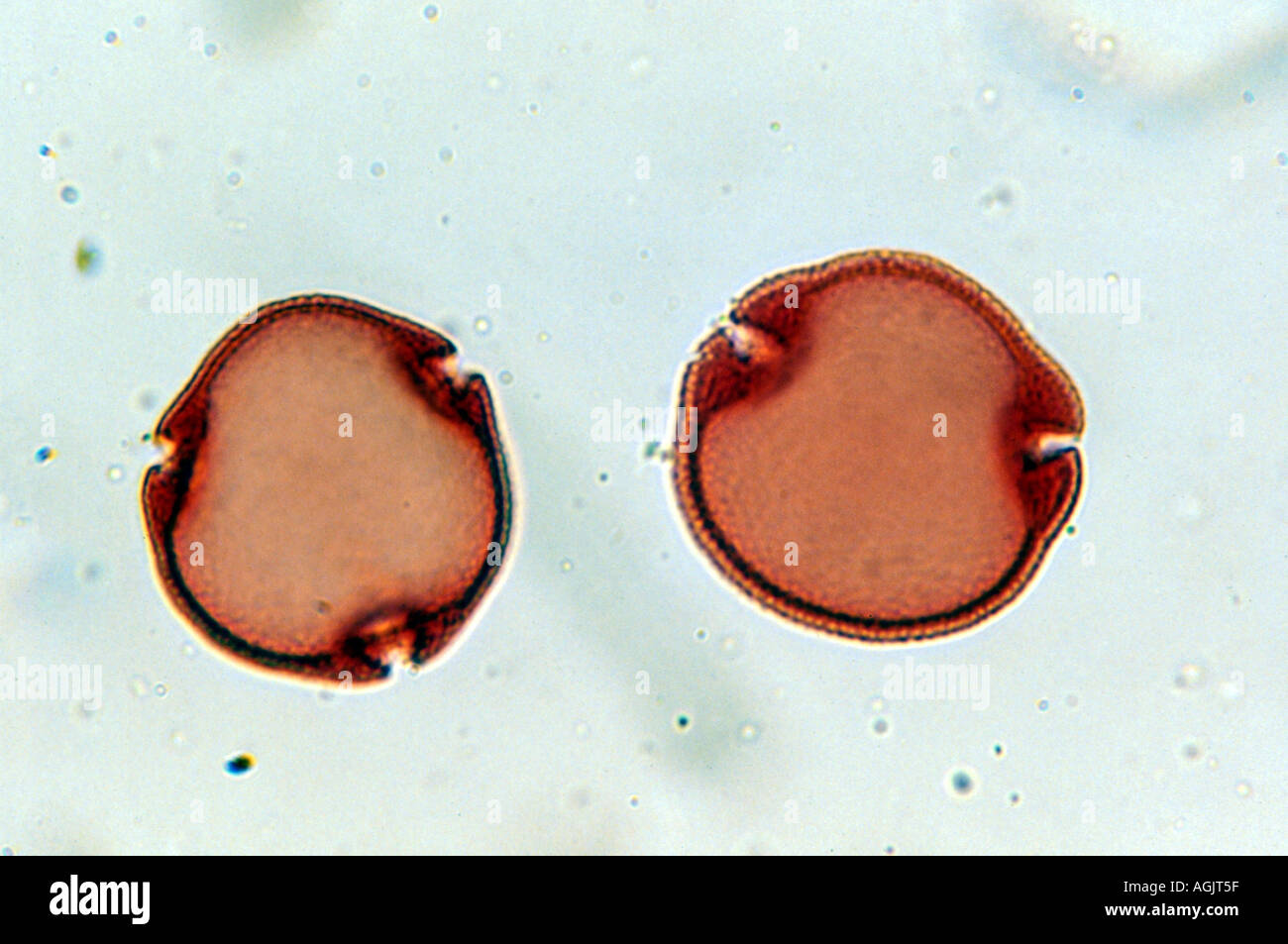 Two red blood cells Stock Photo - Alamy