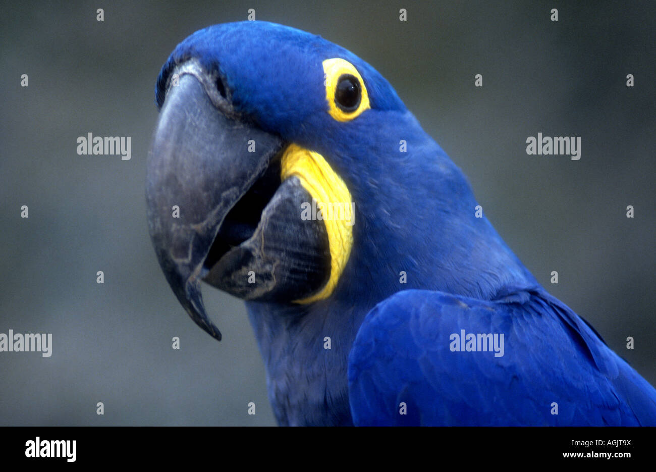 Hyacinth macaw picture hi-res stock photography and images - Alamy