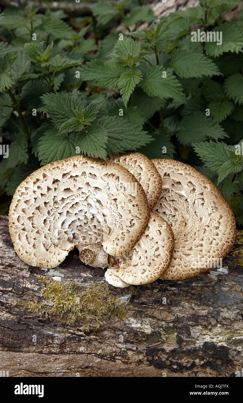 Bracket fungus growing on a fallen chestnut tree Stock Photo - Alamy