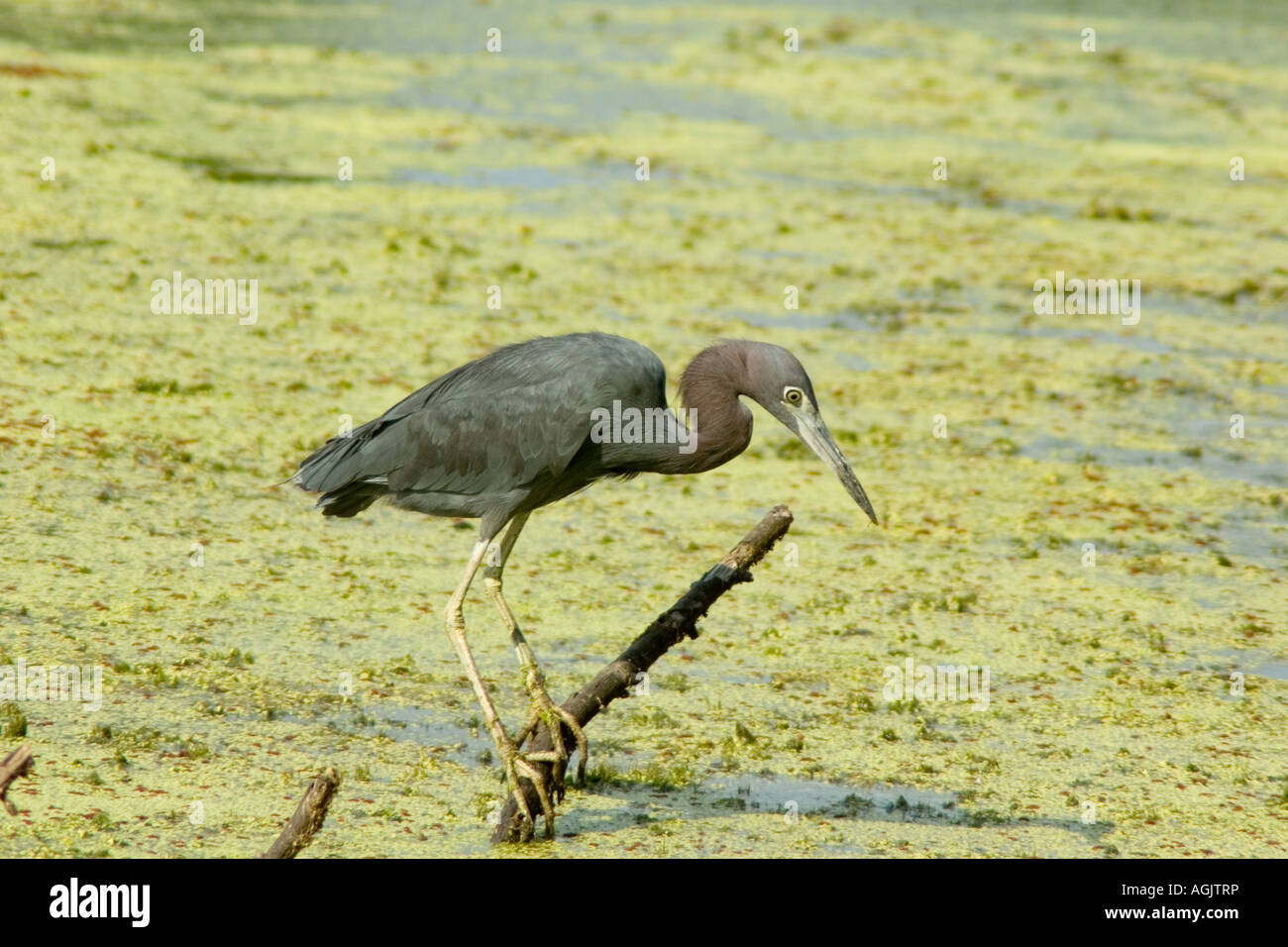 Bird sitting on branch in Texas swamp Stock Photo - Alamy