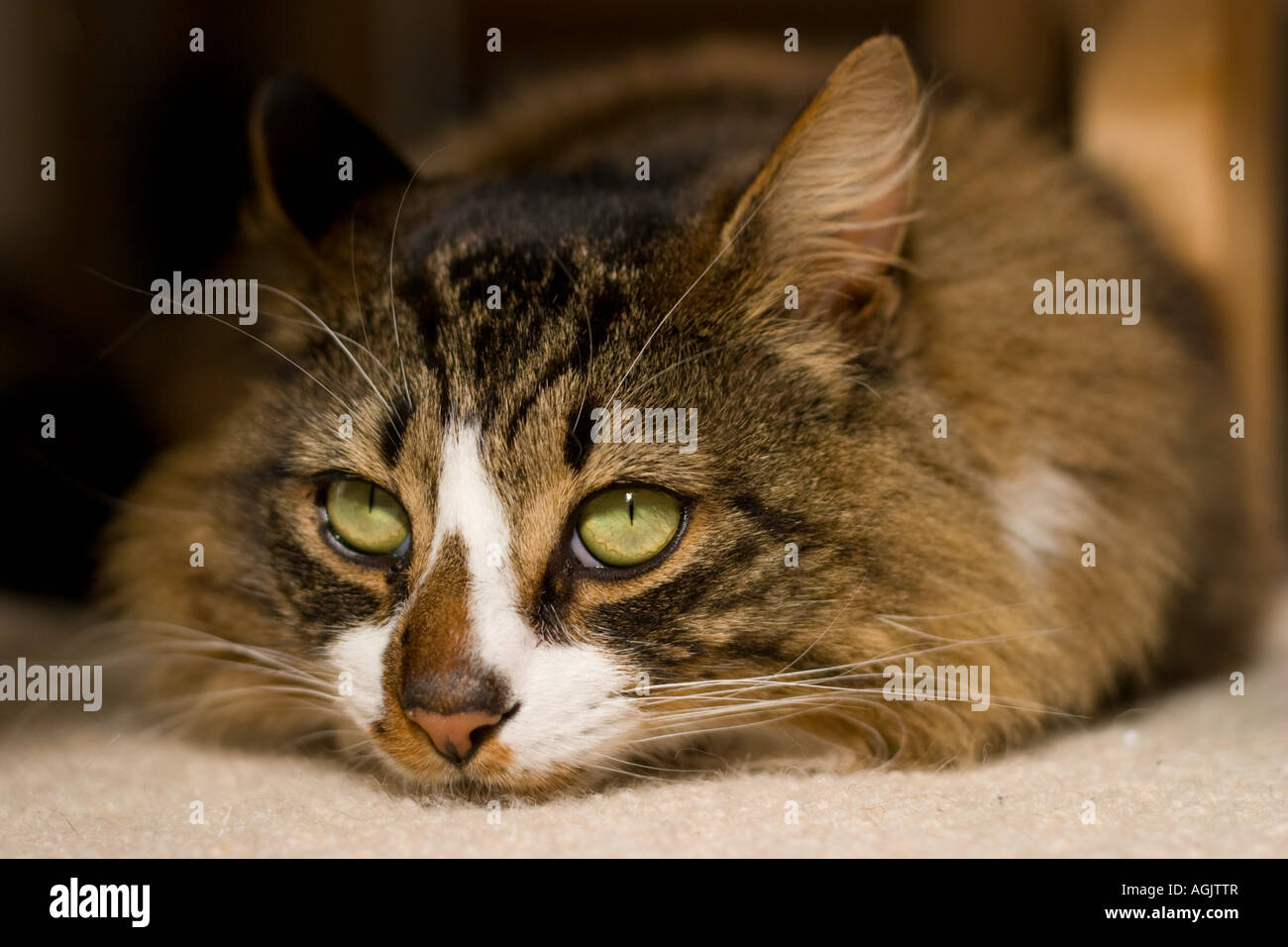 Long haired cat face hi-res stock photography and images - Alamy