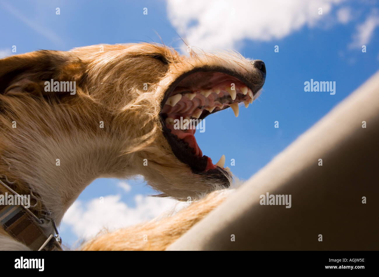 Dog mouth wide open hi-res stock photography and images - Alamy