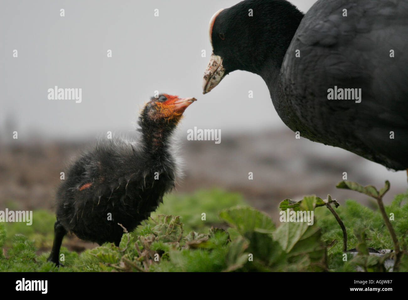 Coot chick and parent hi-res stock photography and images - Alamy