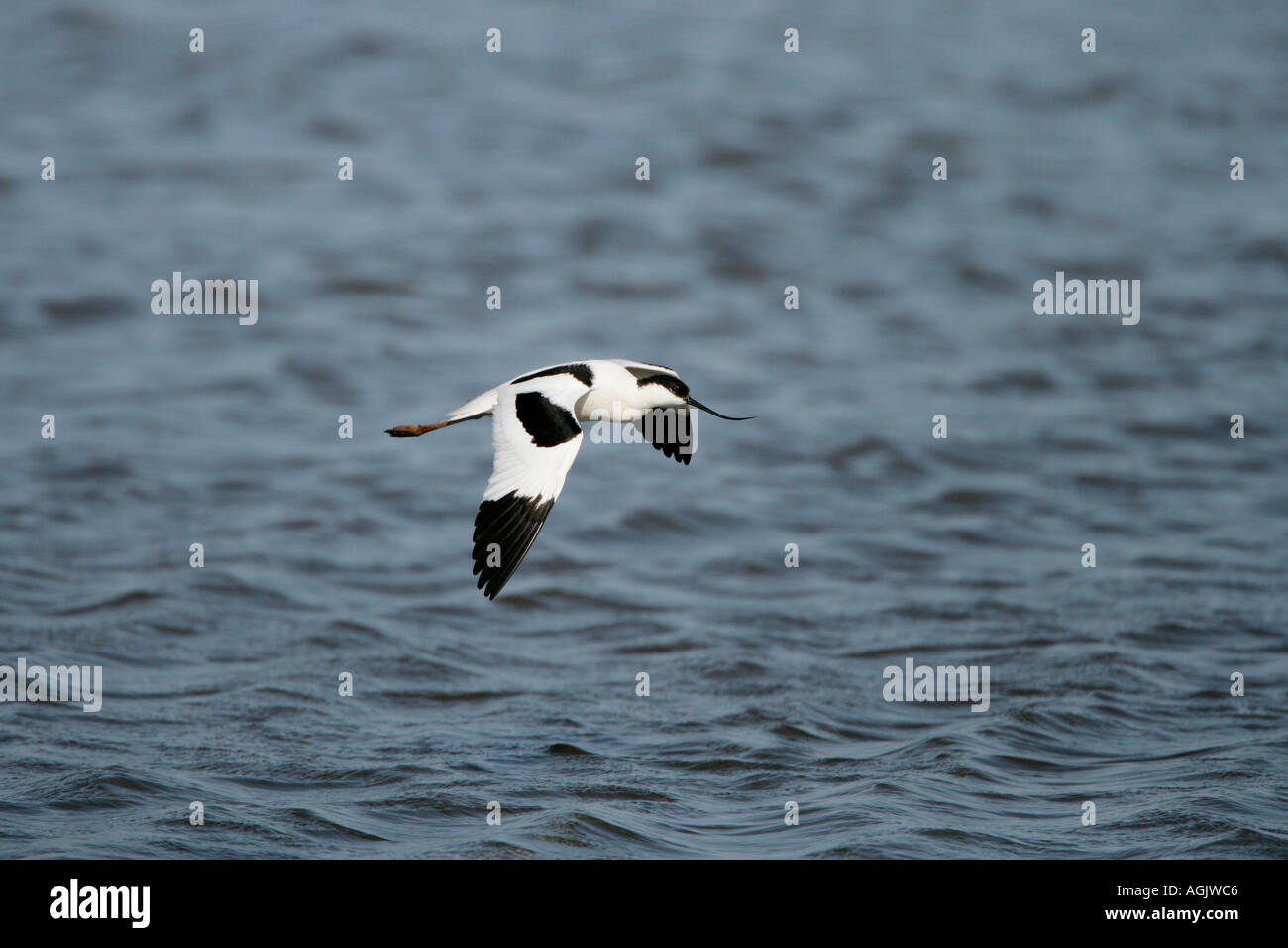 Avocet in april hi-res stock photography and images - Alamy