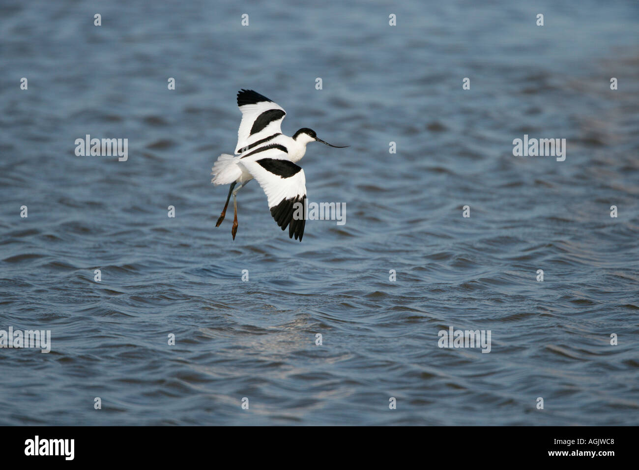 Avocet in april hi-res stock photography and images - Alamy