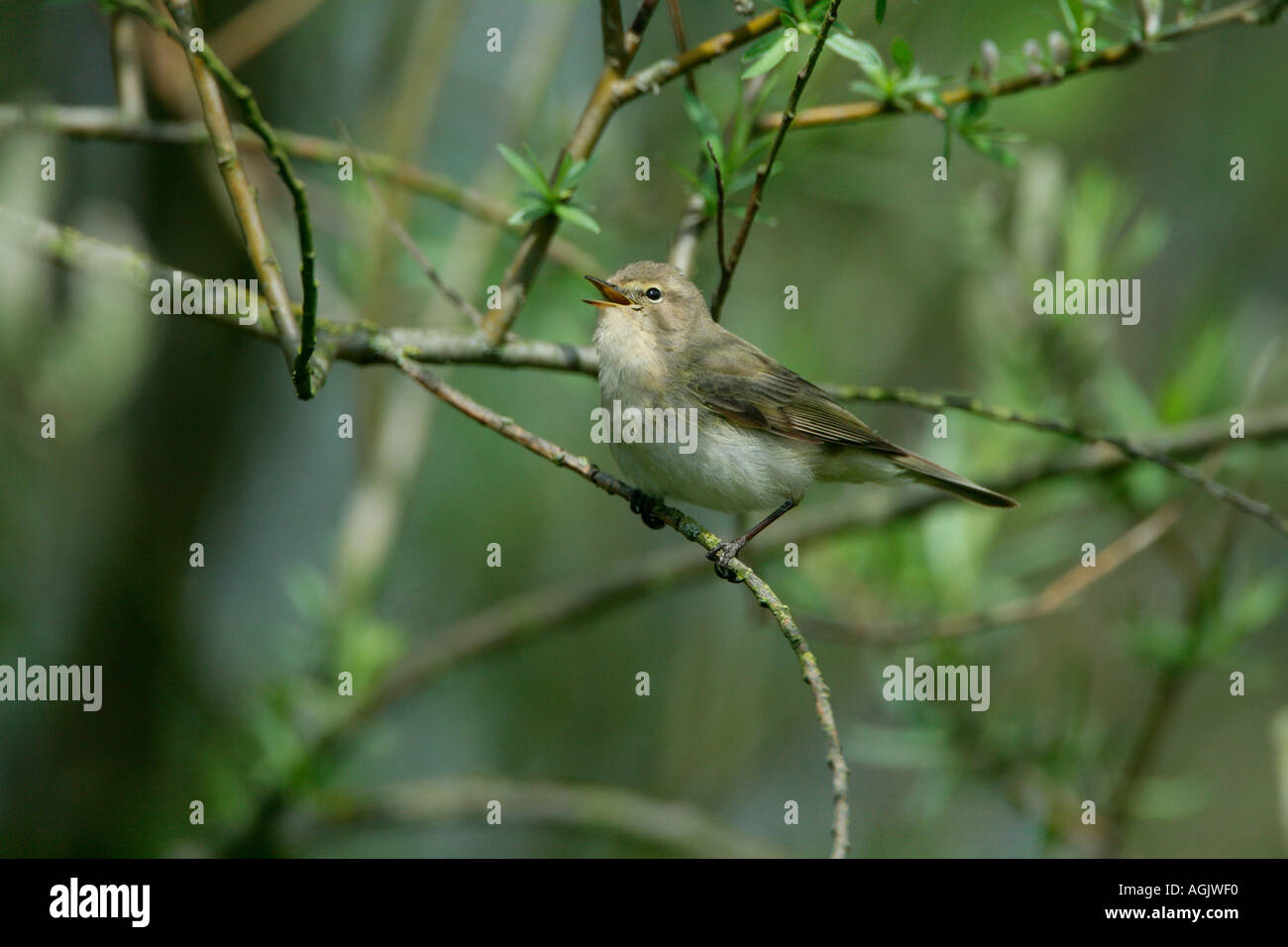 CHIFFCHAFF Phylloscopus collybita SINGING APRIL UK Stock Photo - Alamy