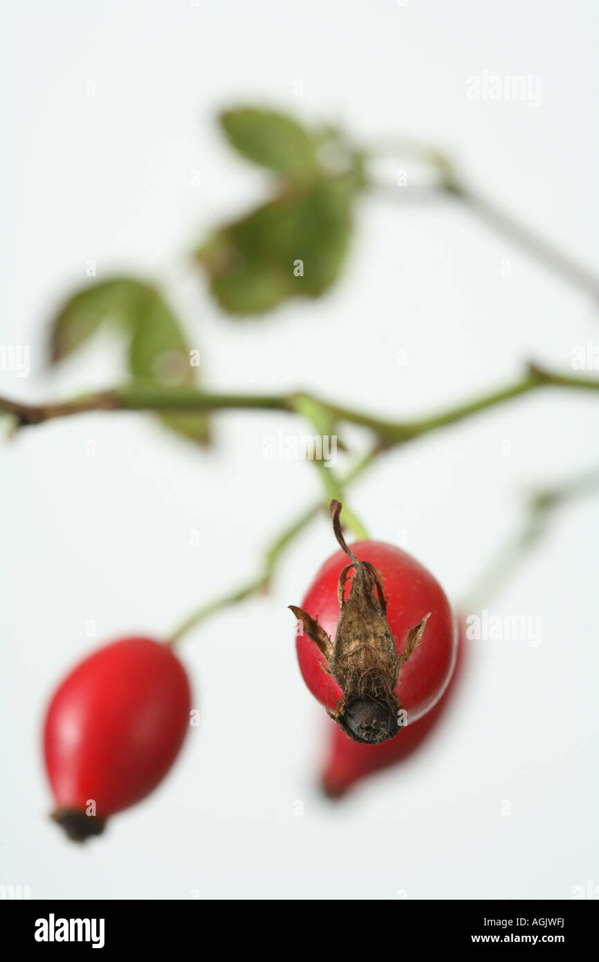 sprig of rose hips leaves and berries small branch of rose haws Stock ...