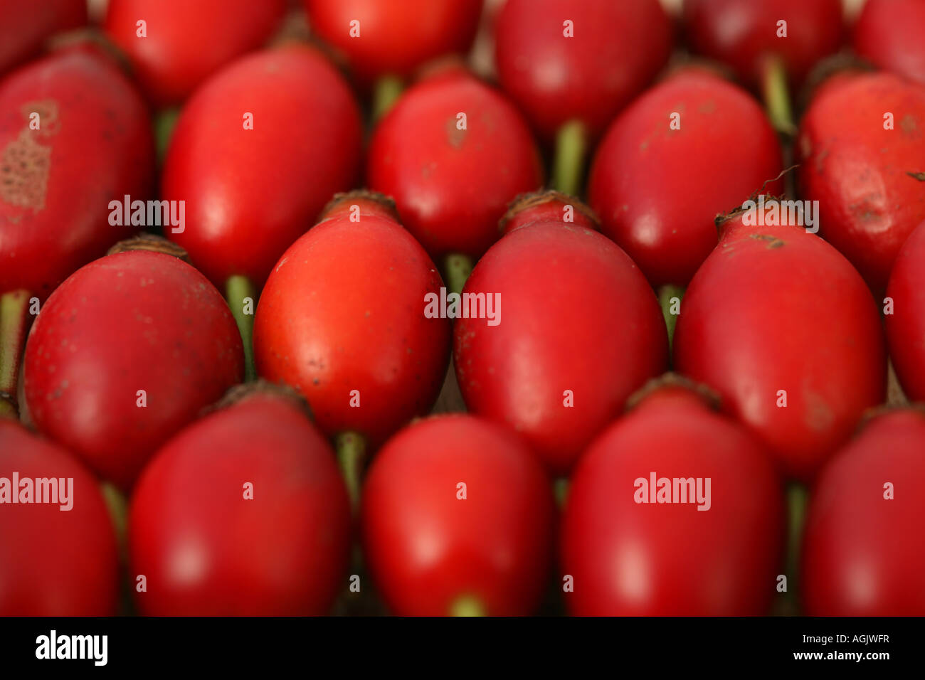 red rose hips rows of red berries from the autumn harvest Stock Photo ...