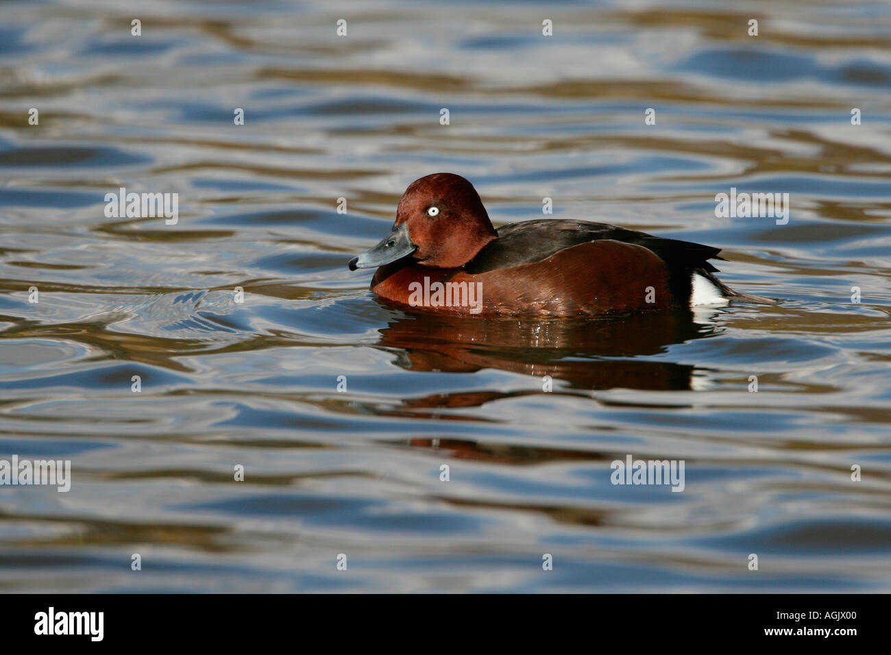 Uk feral duck hi-res stock photography and images - Alamy