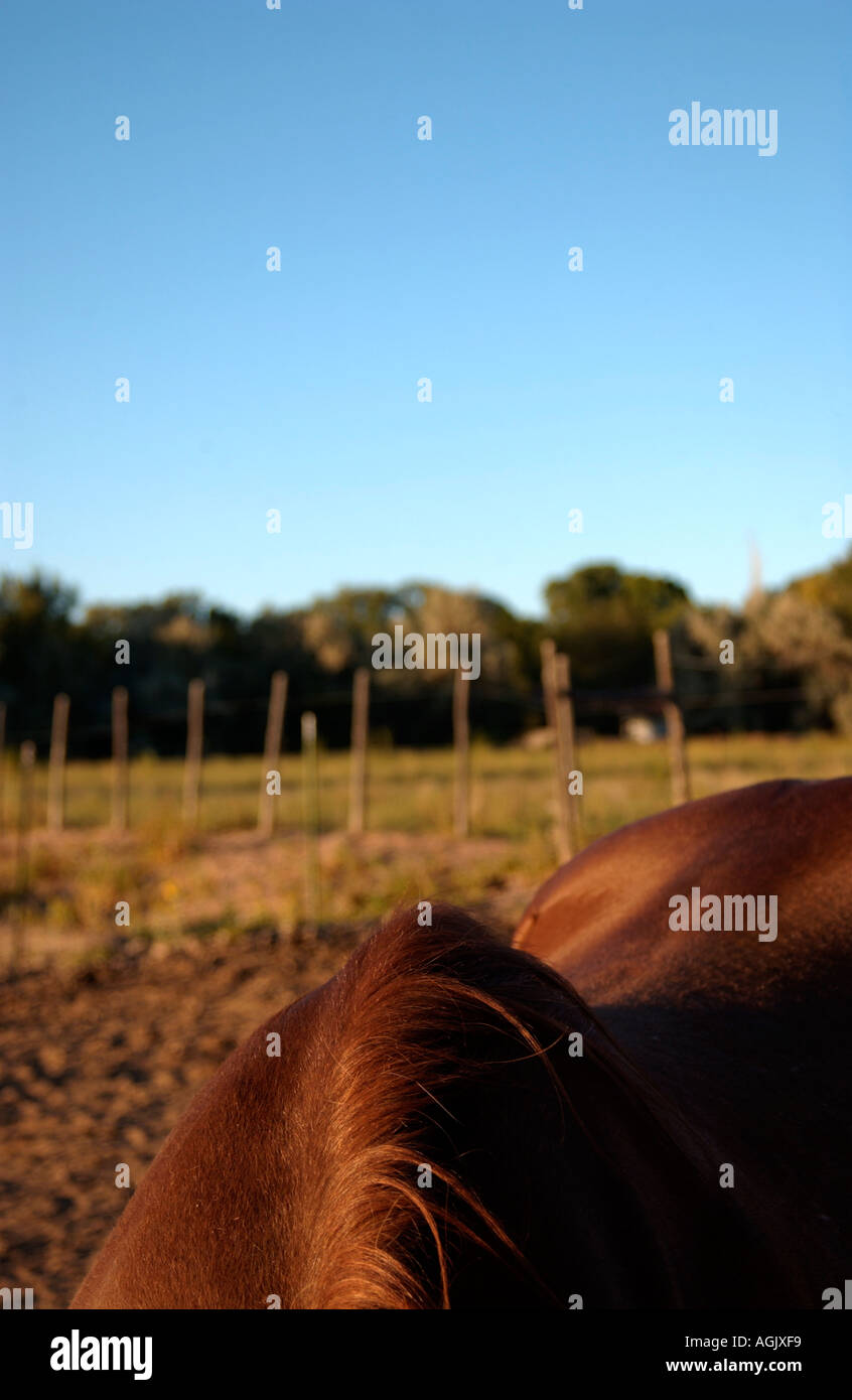 Horse neck, mane, and back with Landscape Santa Fe, New Mexico, USA ...