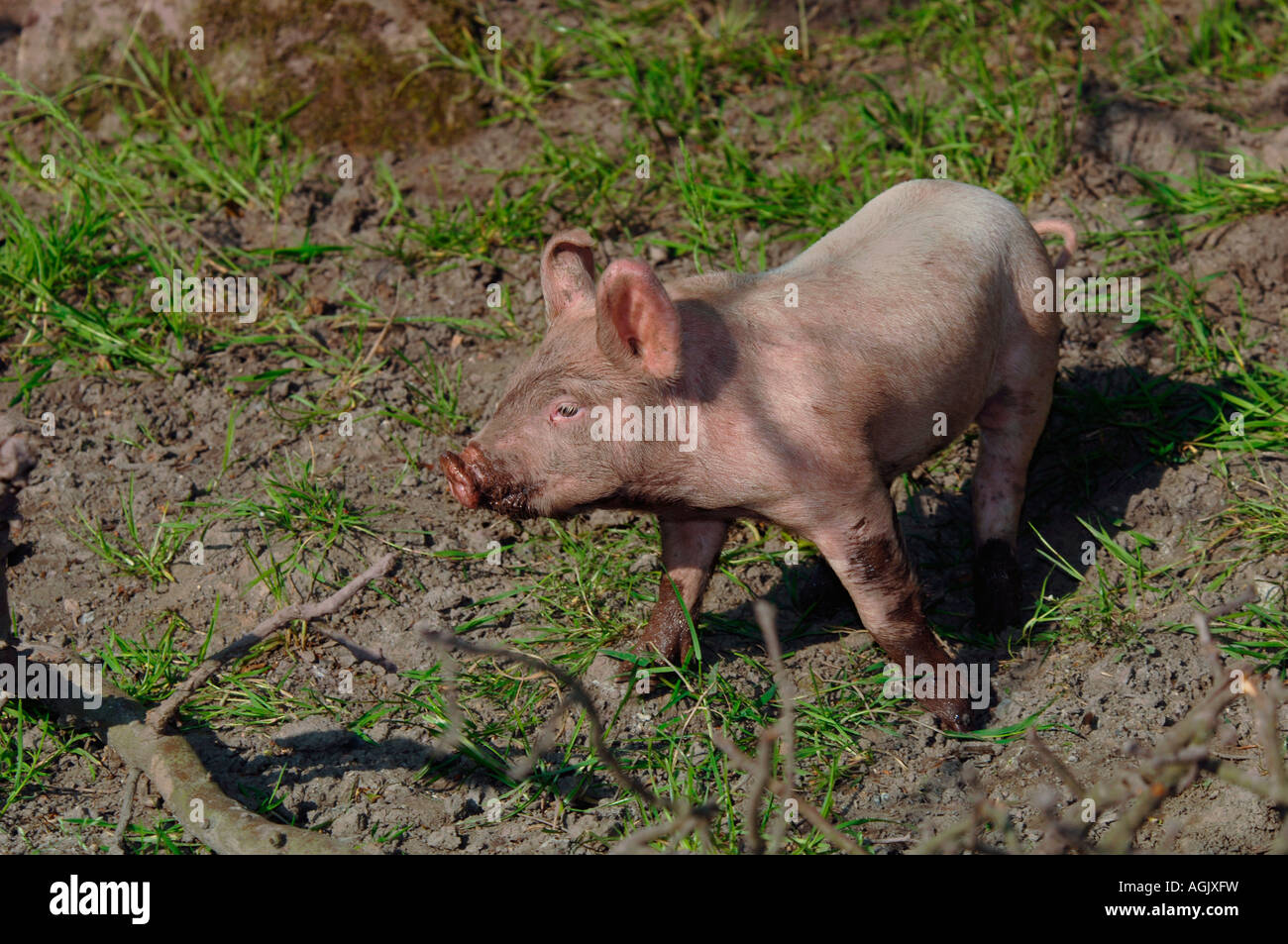Piglet walking hi-res stock photography and images - Alamy