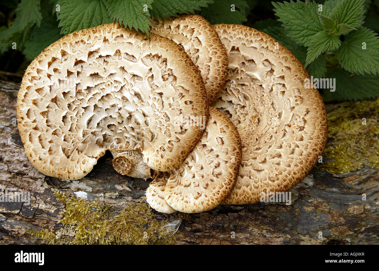Bracket fungus growing on a chestnut tree Stock Photo - Alamy