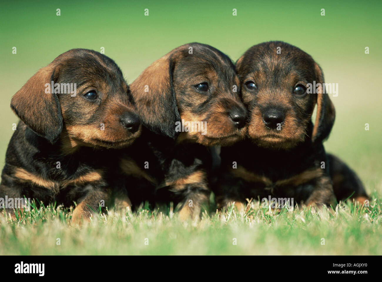 Three cute puppies hi-res stock photography and images - Alamy