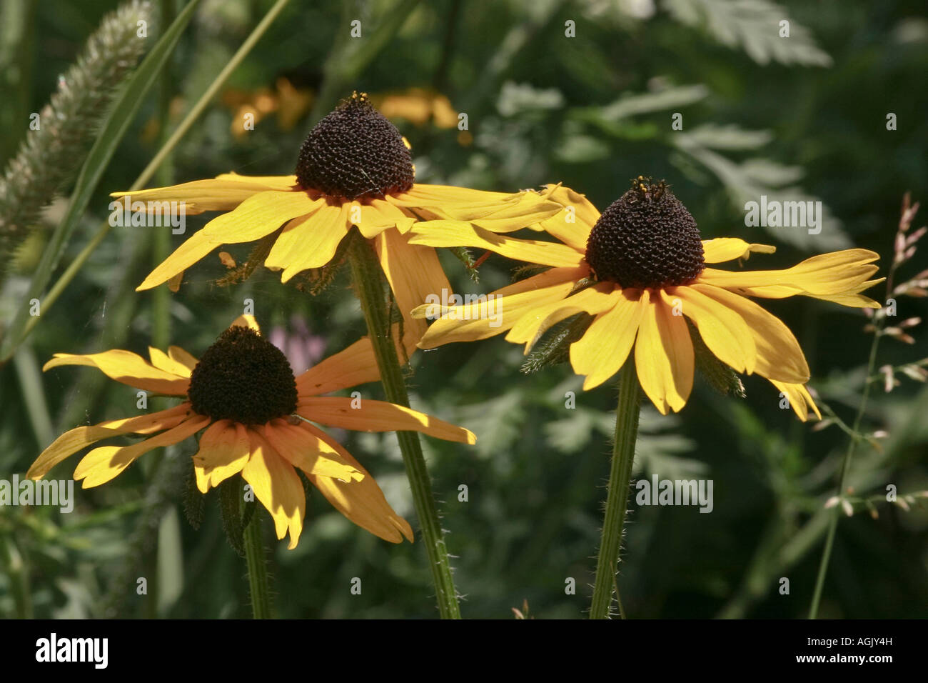 Yellow flowers Rudbeckia Hirta black-eyed Susans green blurred ...
