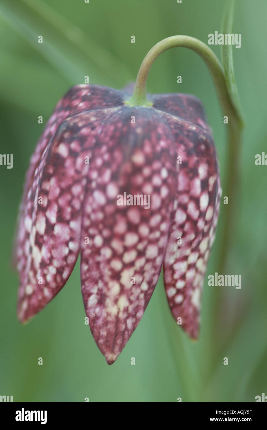 fritillaria meleagris, Bell-shaped checkerboard patterned flower in a ...