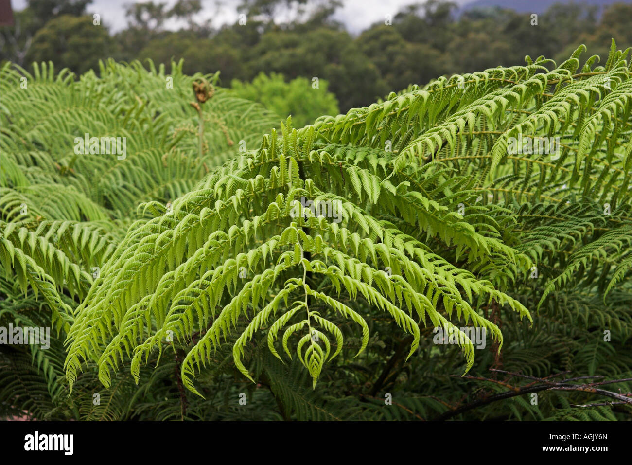 Australian treefern hi-res stock photography and images - Alamy
