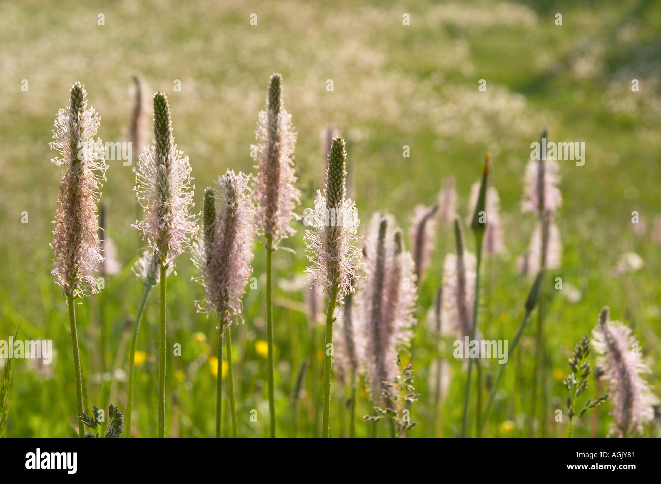 Val boreca hi-res stock photography and images - Alamy