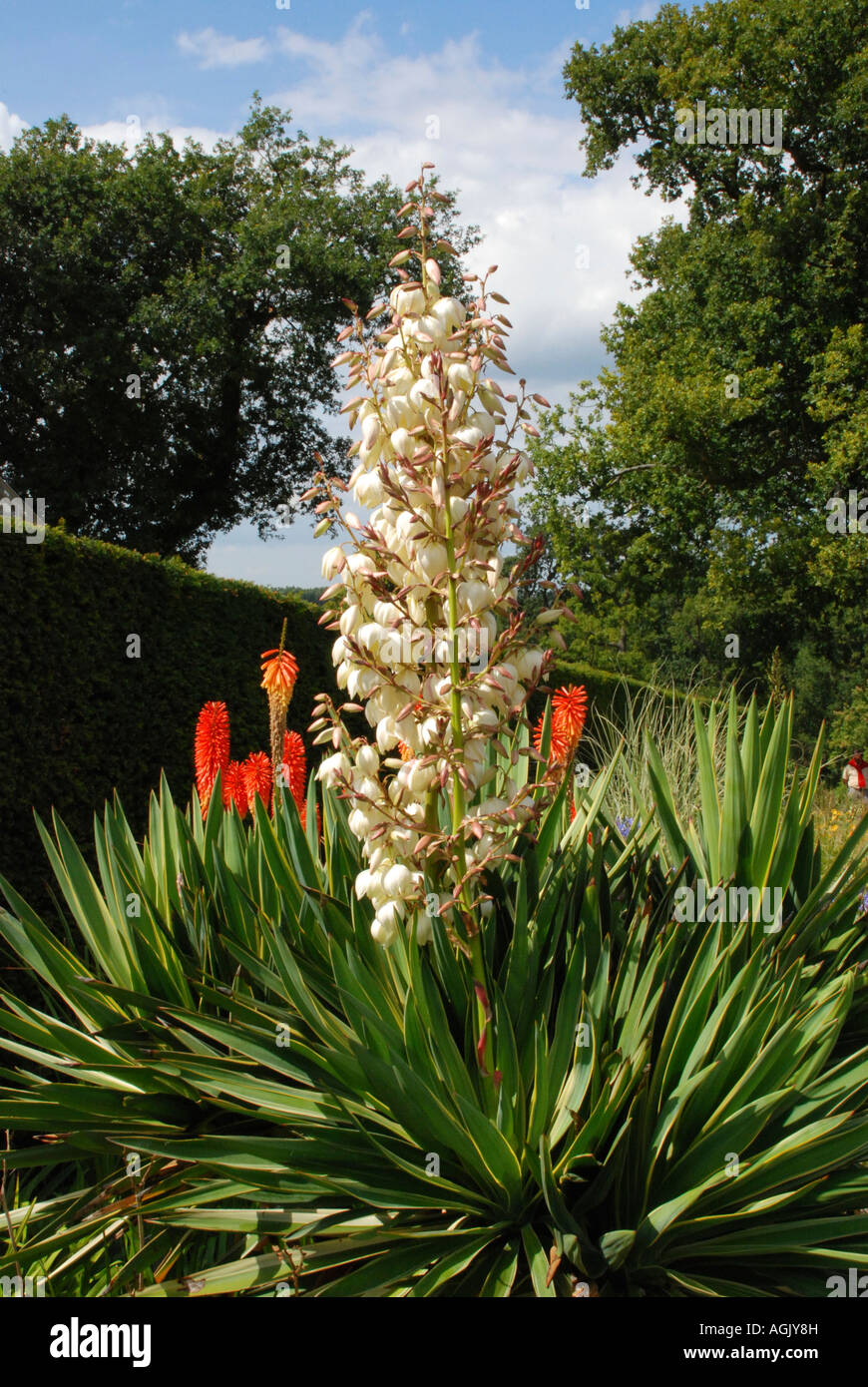 Yucca aliofolia hi-res stock photography and images - Alamy