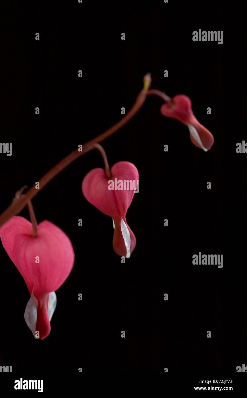 Detail of pink bleeding heart flowers with black background Stock Photo ...
