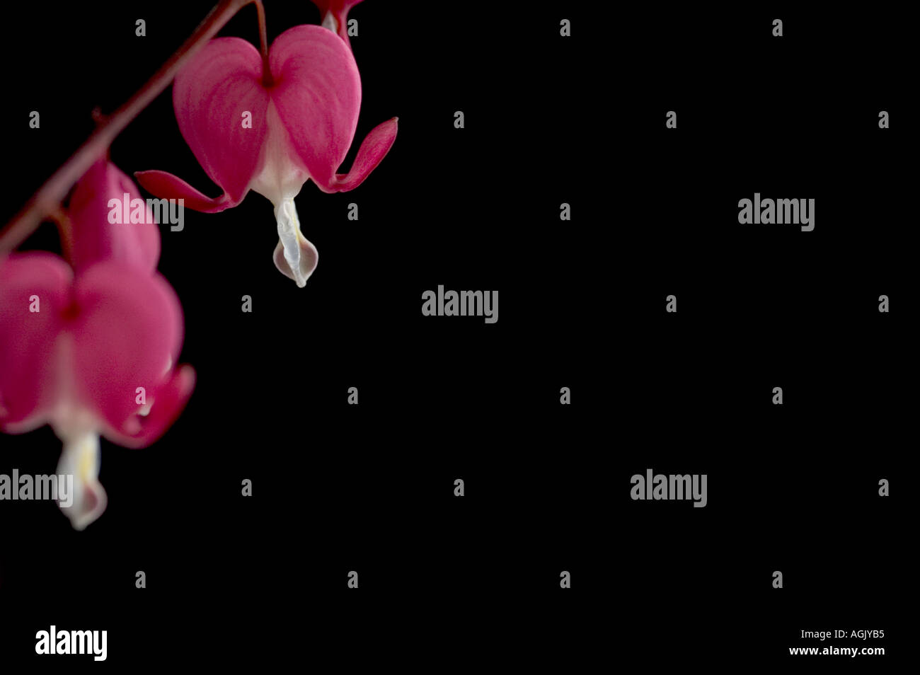 Detail of pink bleeding heart flowers with black background Stock Photo ...