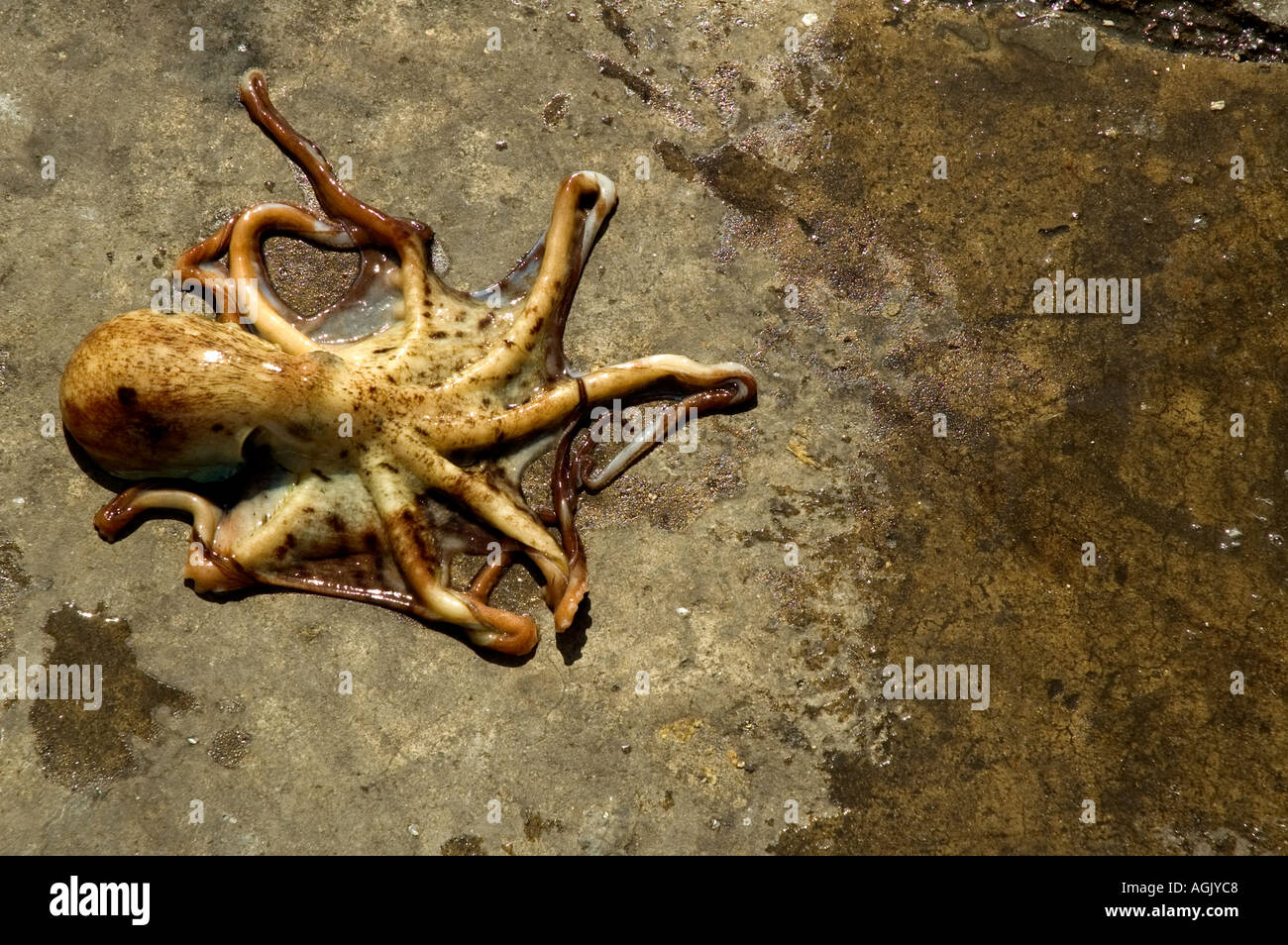Dead squid spread out on concrete floor of fish auction in Andalucia ...