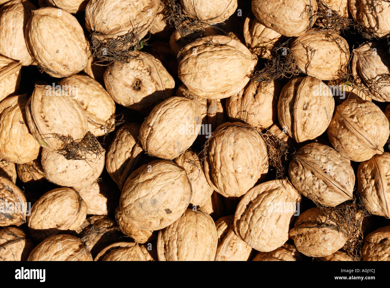 Walnuts in Shells Stock Photo - Alamy