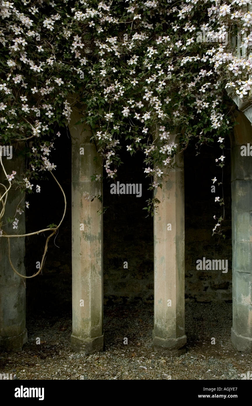 Stone column and vine hi-res stock photography and images - Alamy