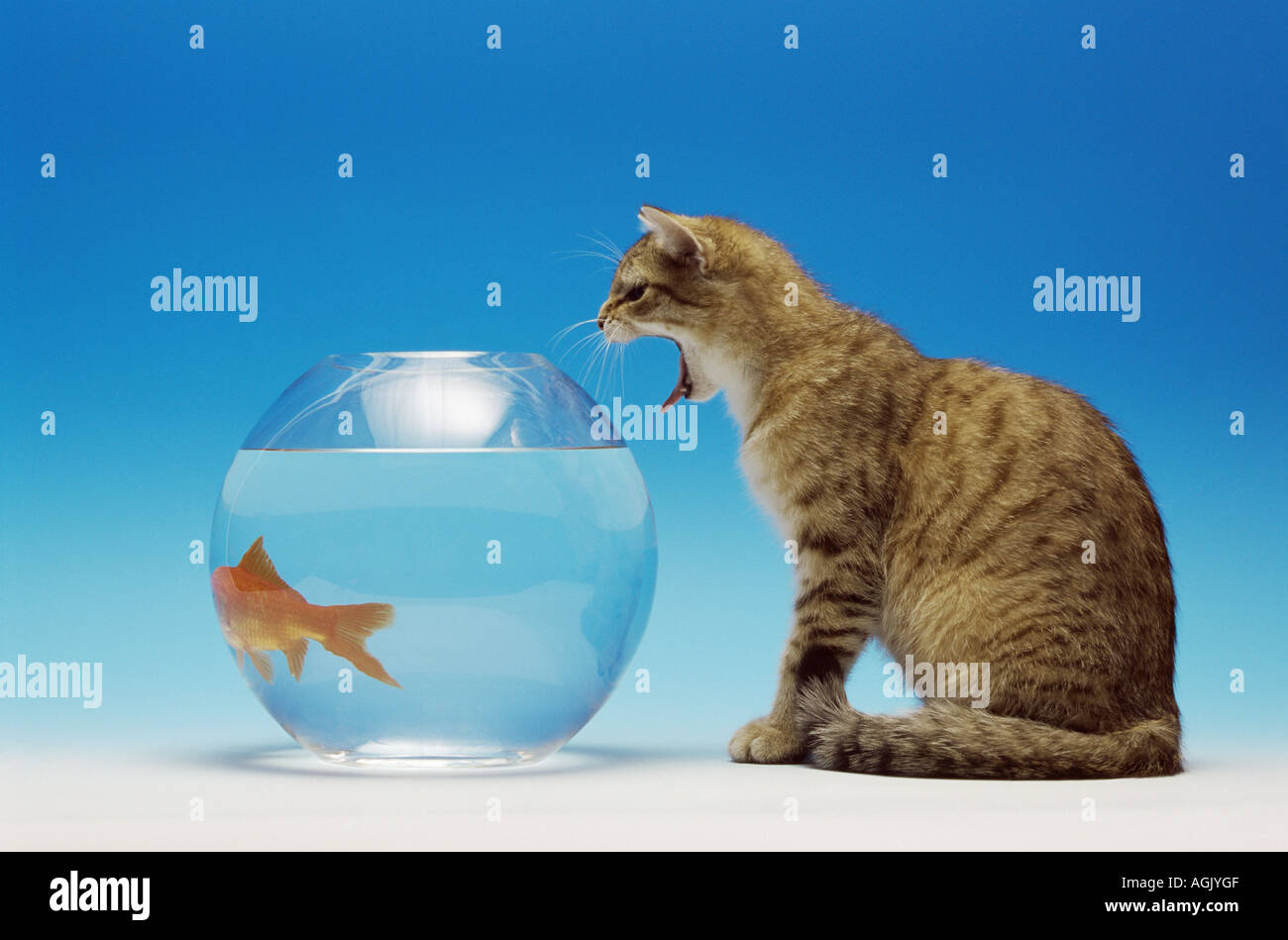 Cat and goldfish hi-res stock photography and images - Alamy
