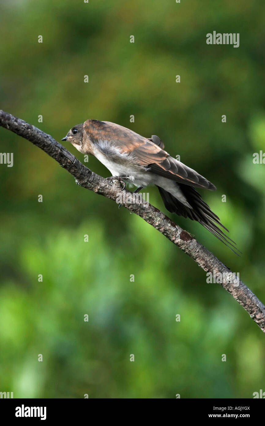 The one bird Bank Swallow sitting on the tree branch with green blurred ...