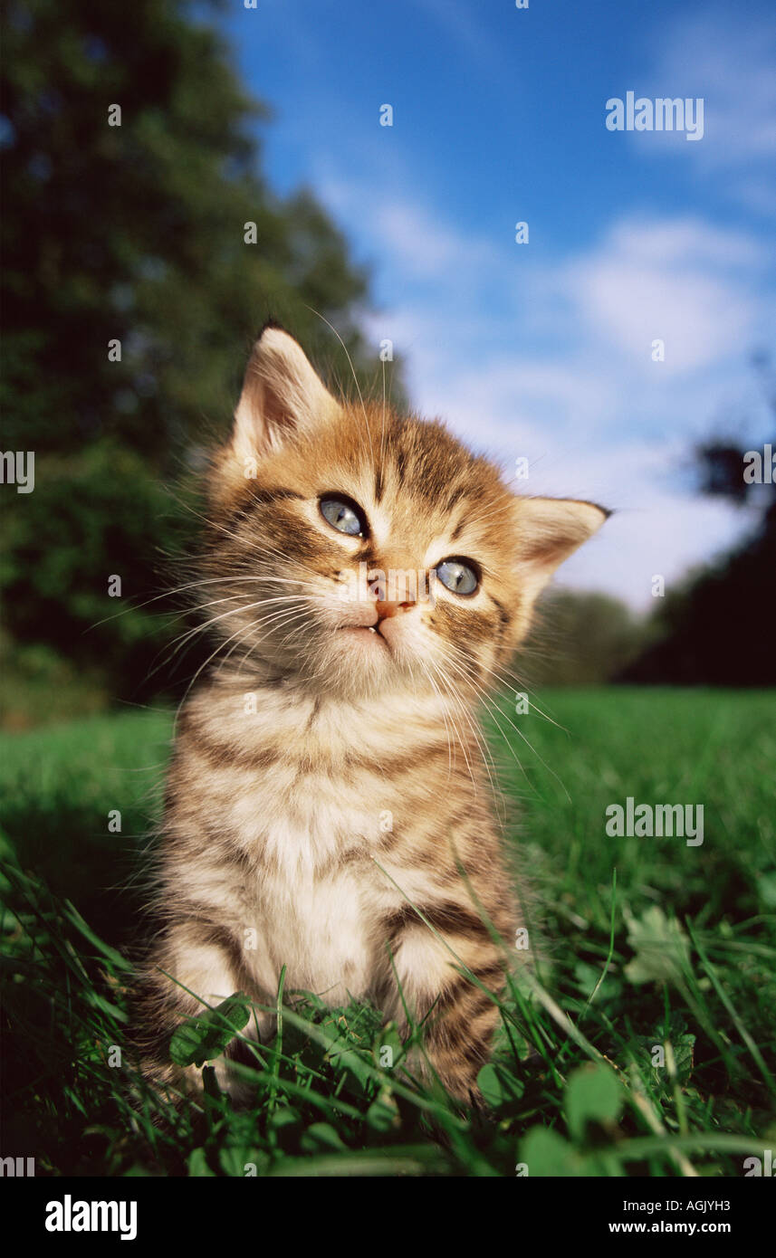 Curious looking kitten Stock Photo - Alamy