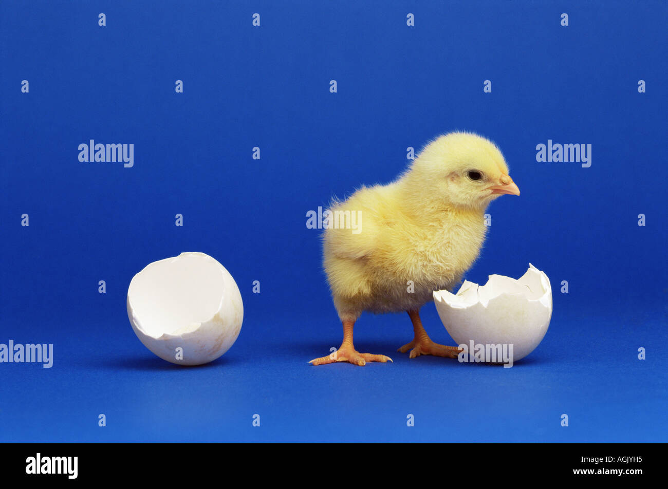 Young Hatchling High Resolution Stock Photography and Images - Alamy