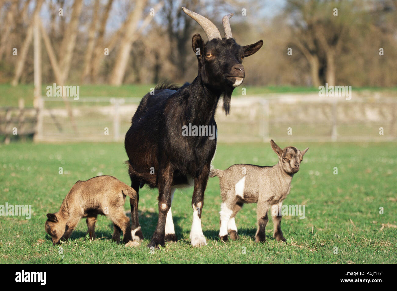 Three goats in field Stock Photo - Alamy