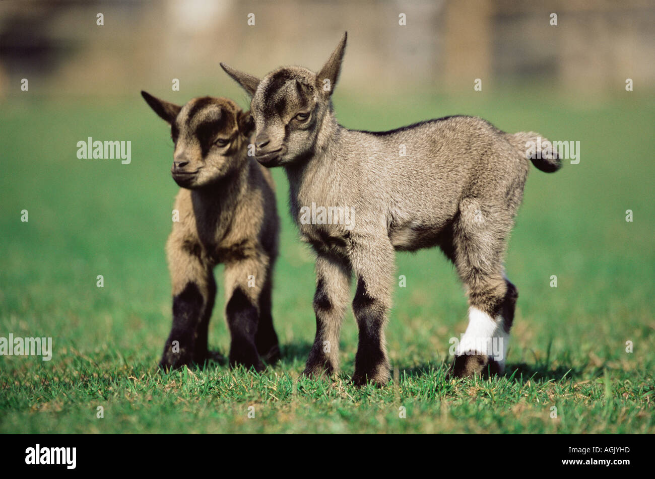 Kid goats hi-res stock photography and images - Alamy