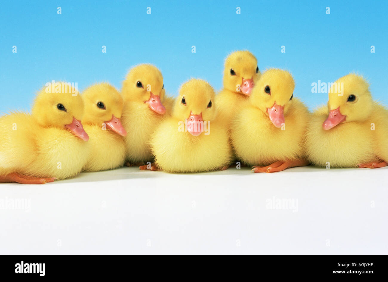 Seven ducklings hi-res stock photography and images - Alamy