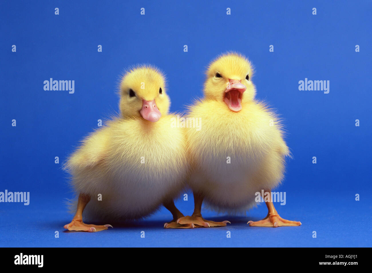 Two ducklings hi-res stock photography and images - Alamy